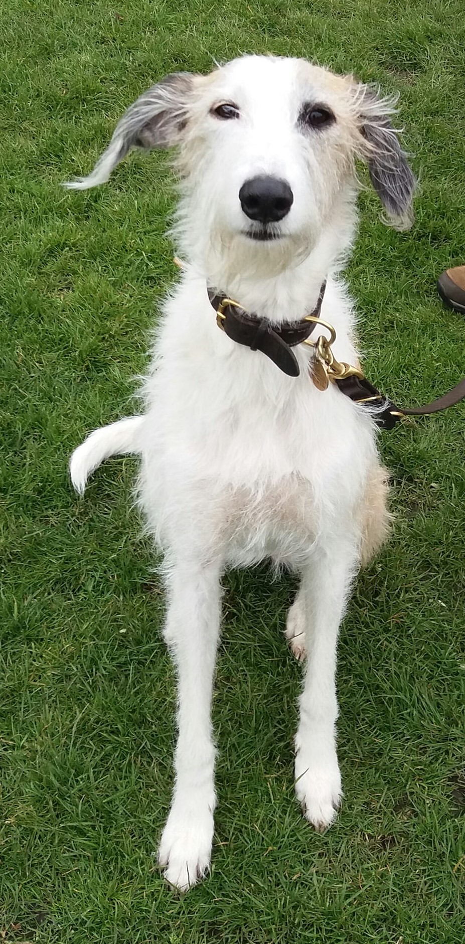 Food Aggression and Jess - Dog Training Advice and Support