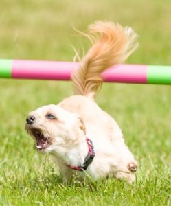 Guide 8: Barking - Dog Training Advice and Support