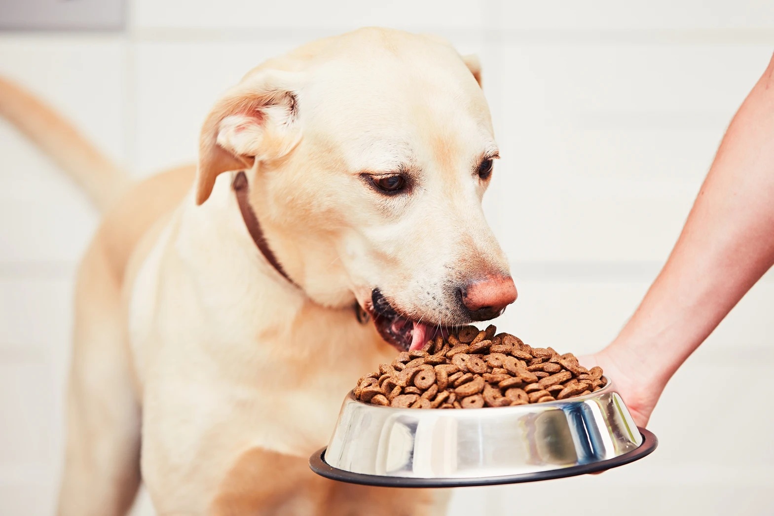 The Sneaky Aversive - Dog Training Advice and Support