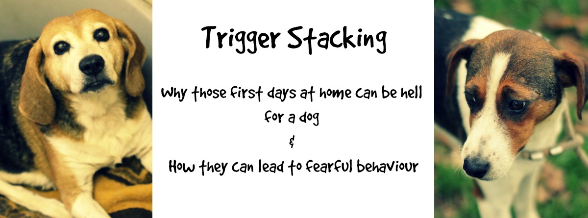 Trigger Stacking - Dog Training Advice and Support